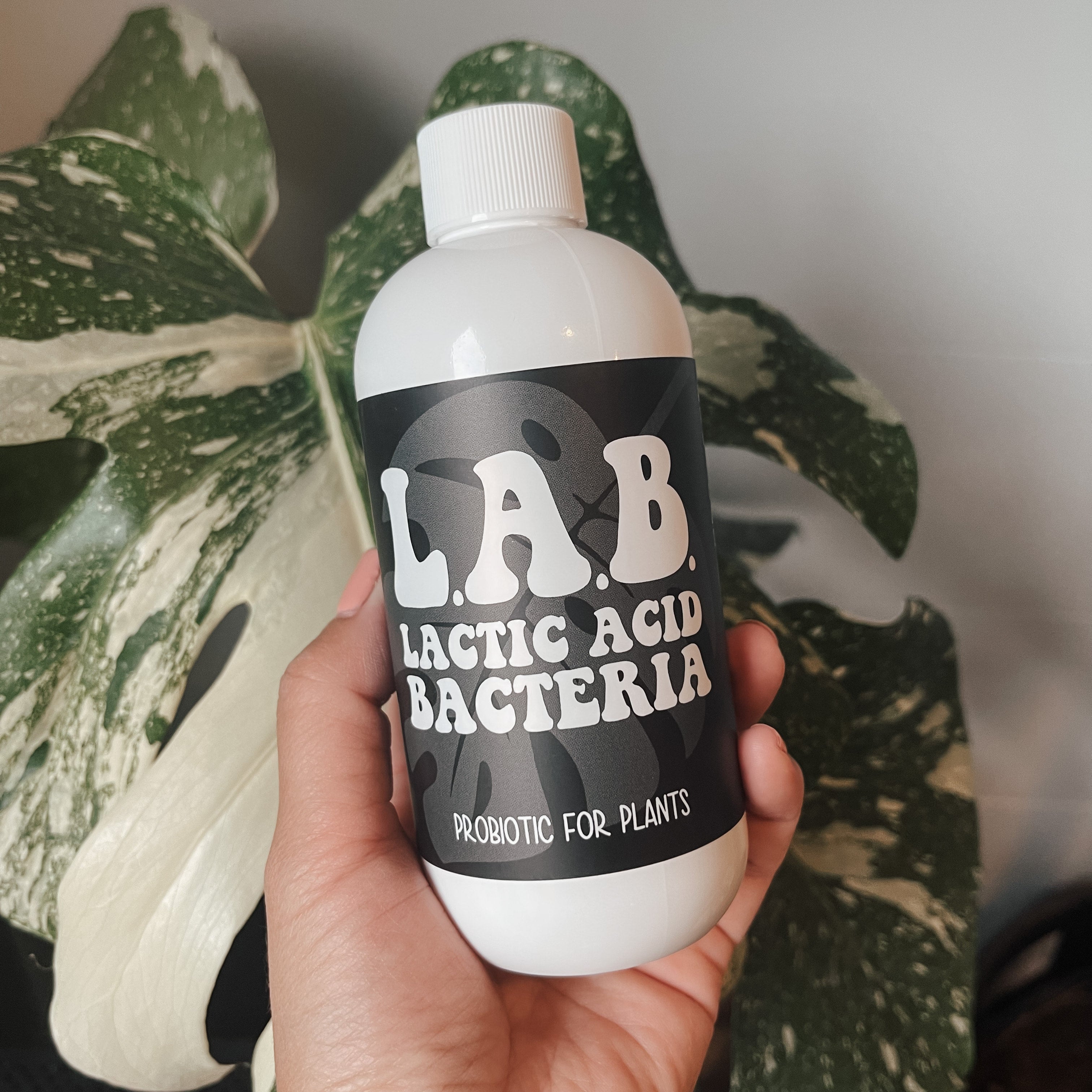 Lactic Acid Bacteria for House Plants | The Lush Studio | Plant Shop
